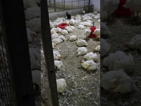 Boneless Chicken - Wholesale Price & Mandi Rate for Boneless Chicken