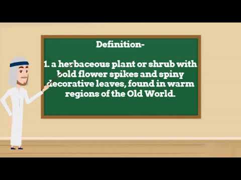 Acanthus A WORD A DAY AWAD Meaning, Pronunciation & Usage
