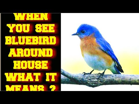 WHEN YOU SEE A BLUEBIRD AROUND YOUR HOUSE WHAT DOES IT MEAN ?