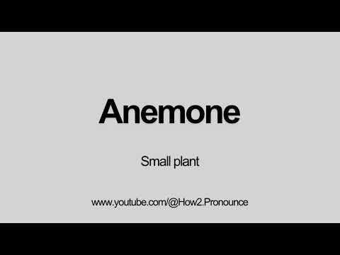 How to pronounce Anemone
