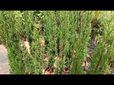 Cupressus sempervirens, Mediterranean cypress, Italian cypress, Persian cypress Pencil pine saplings