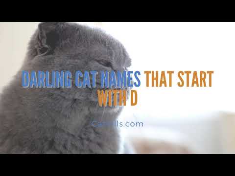 10 DARLING CAT NAMES THAT START WITH D