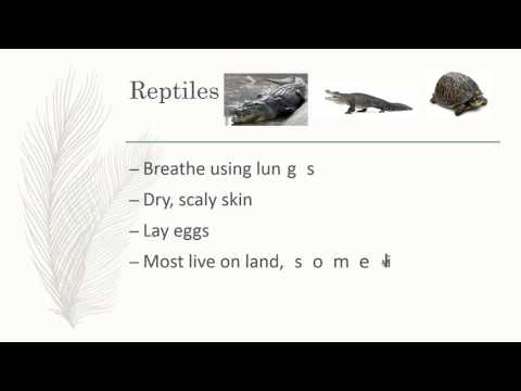 What is a vertebrate?
