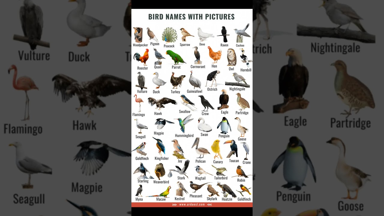All Birds name in English #birds #birdphotography