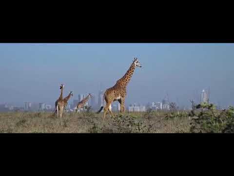 Nairobi National Park