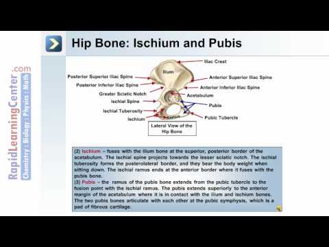 The Skeletal System 2 - What is the Pelvic Girdle?