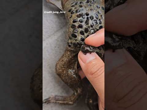 Pipa Pipa Toad Gives Birth From Their Back! (TRYPOPHOBIA WARNING โ ๏ธ) #pipapipa #surinamtoad