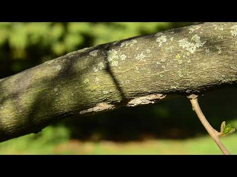 How to Remove Spotted Lanternfly Eggs