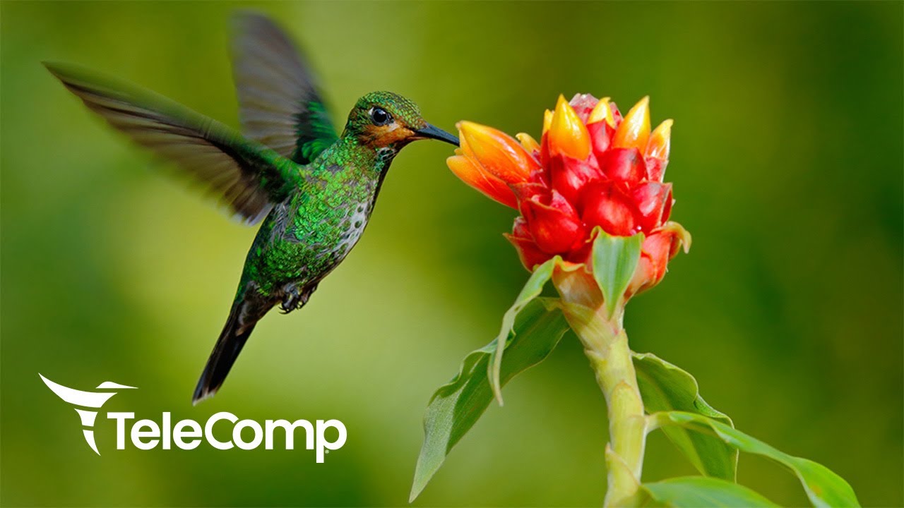 TeleComp Company Overview