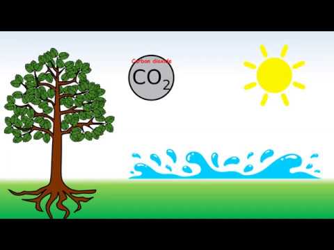 Photosynthesis; Science for kids