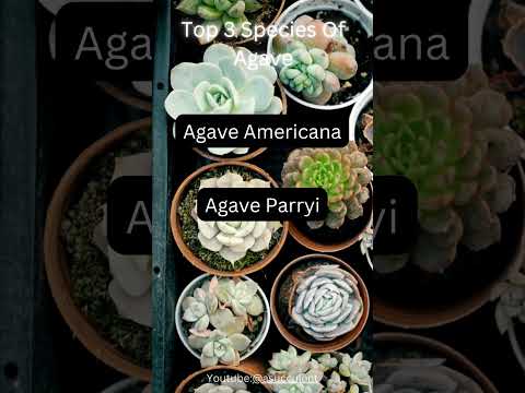 Top 3 Species Of Agave