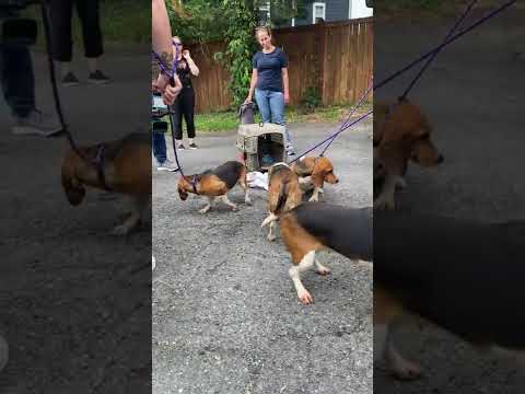 BEAGLE -MANIA: 10 OF THE 4,000 BEAGLES SEIZED ARRIVE IN DC (3/3)