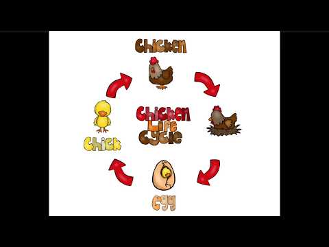 Chicken Life Cycle