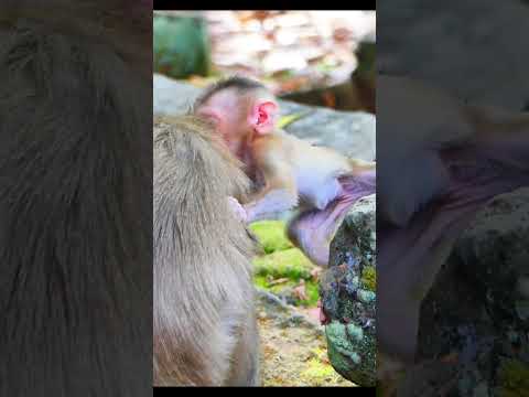#monkey #monkeyvideo #monkeyvideo