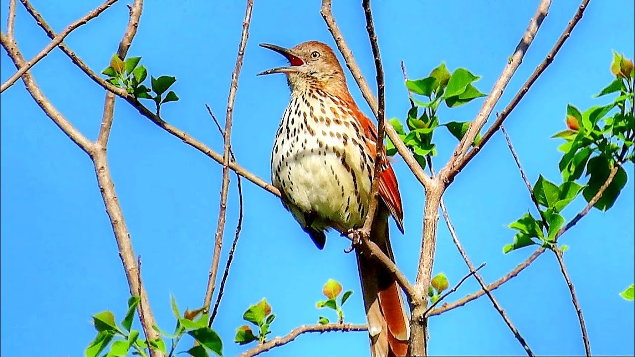 Brown Thrasher Song