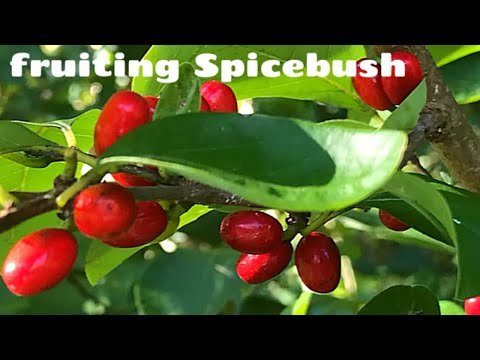 Identify Spicebush aroma, berries, seeds - a forest food that fruits in early-September