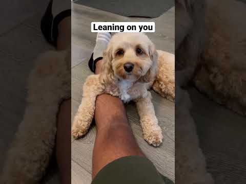 5 Signs That Your Dog Loves You