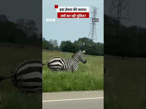 इस ज़ेबरा की तलाश आखिर क्यों हो रही है? #missingzebra #zebra (BBC Hindi)