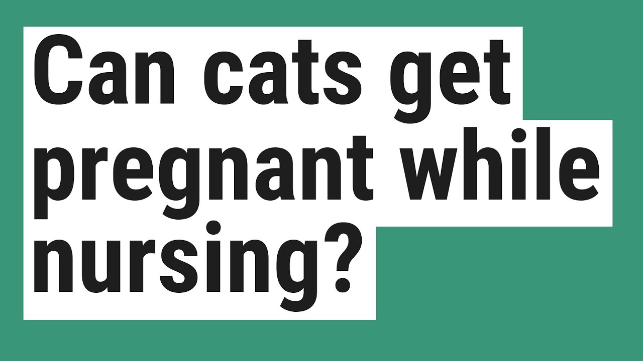 Can cats get pregnant while nursing?