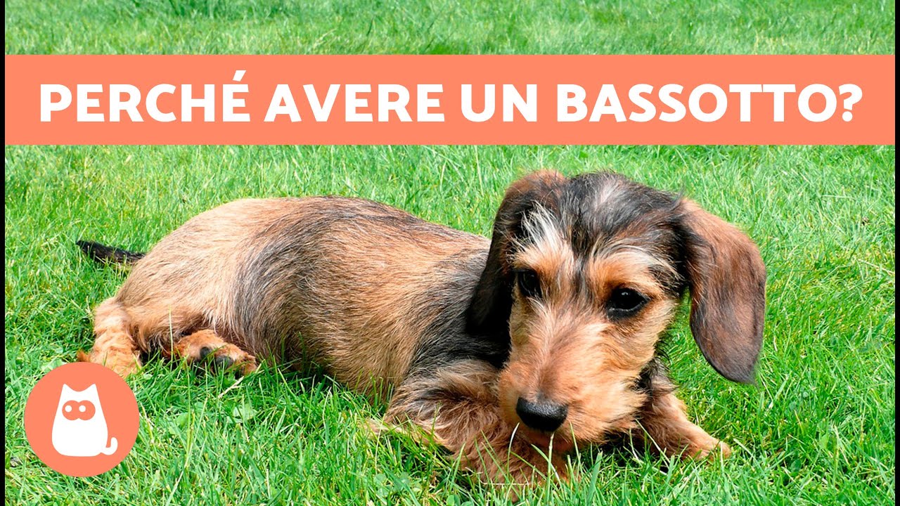 VANTAGGI di avere un BASSOTTO 🐶✅ (I 10 principali motivi)