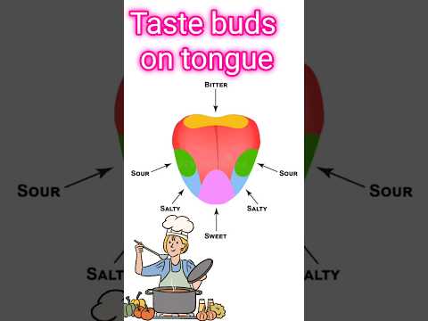 Unlocking the Secrets of Your Taste Buds: Exploring Tongue Papillae and Flavors