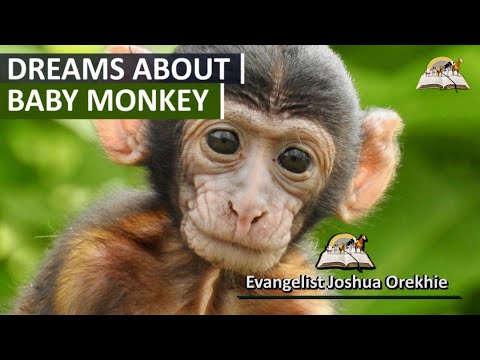 Dreams About Baby Monkeys - Biblical and Spiritual Meaning