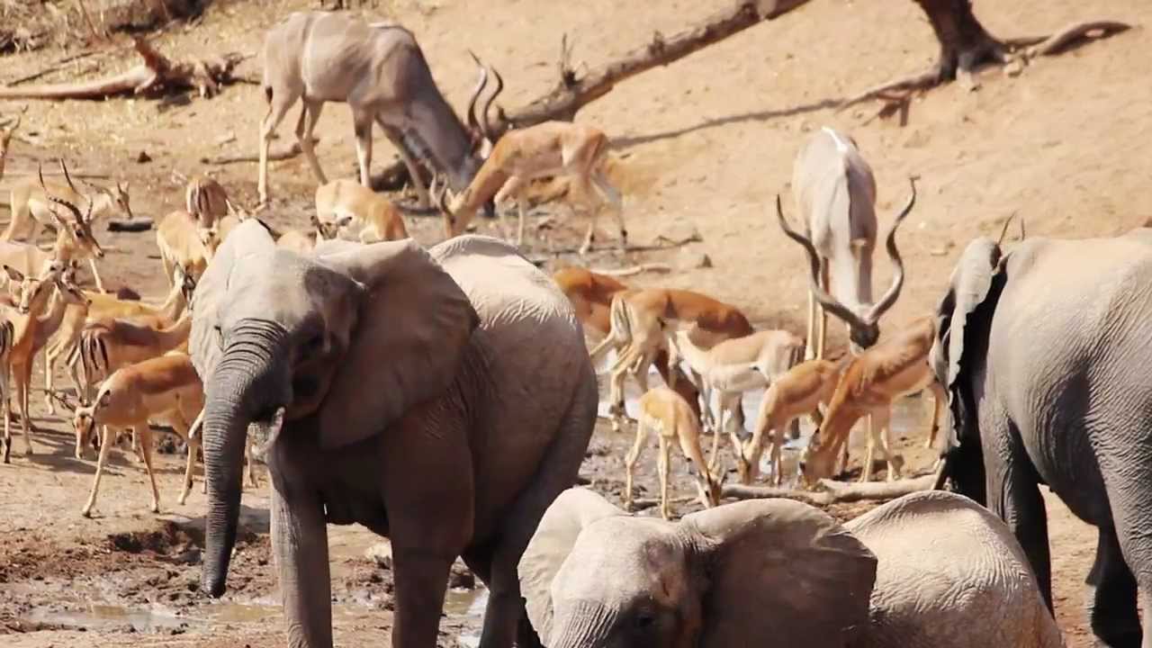 Southern Africa Volunteer Project Conservation Overview