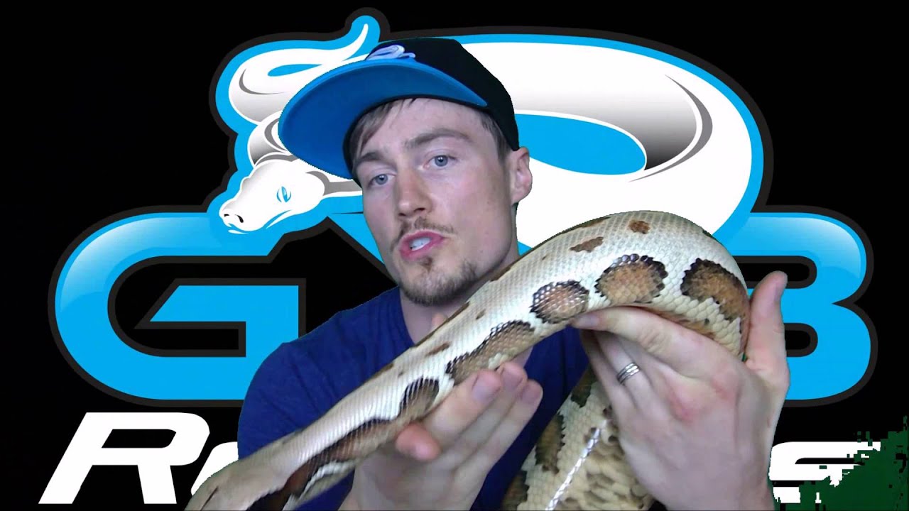 Blood Python Basics