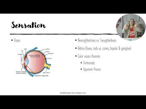 AP Psychology Unit 3 Sensation and Perception Review Video with Mandy Rice