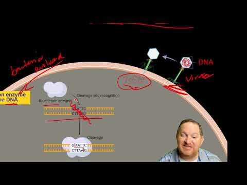 33. Biotech Basics
