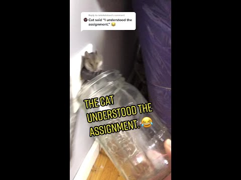 he cat DEF understood the assignment 😂