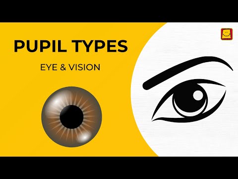 Pupil types l Eye and Vision