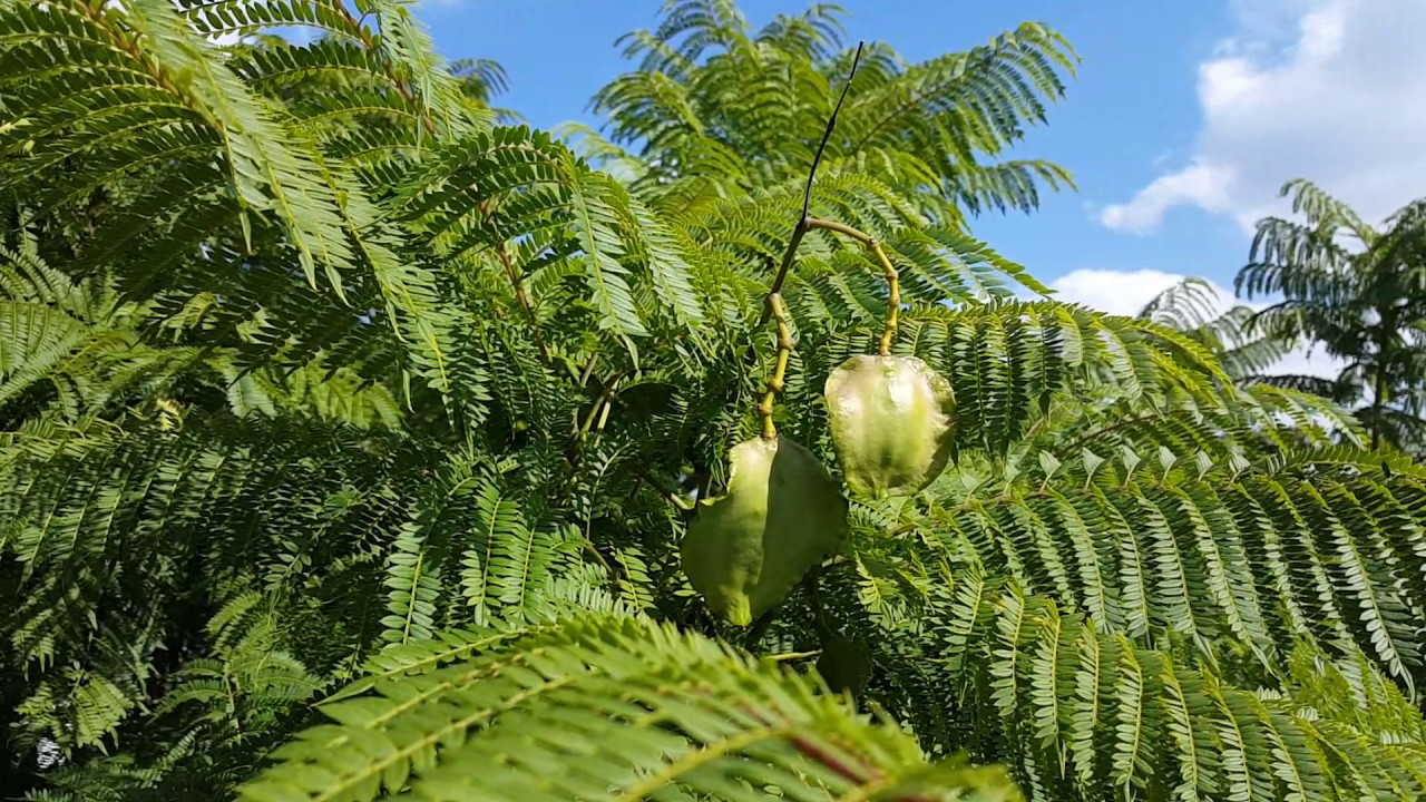Jacaranda Mimosifolia seed pods HD 14