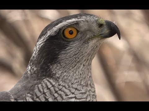 Falconry: Introduction to goshawks
