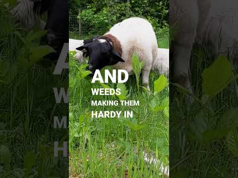 5 Reasons to Raise Sheep