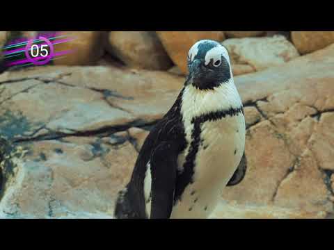 A Group of Penguins is Called a Waddle? | Sixty Second Science
