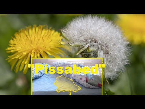 Dandelion Ancient History and Uses