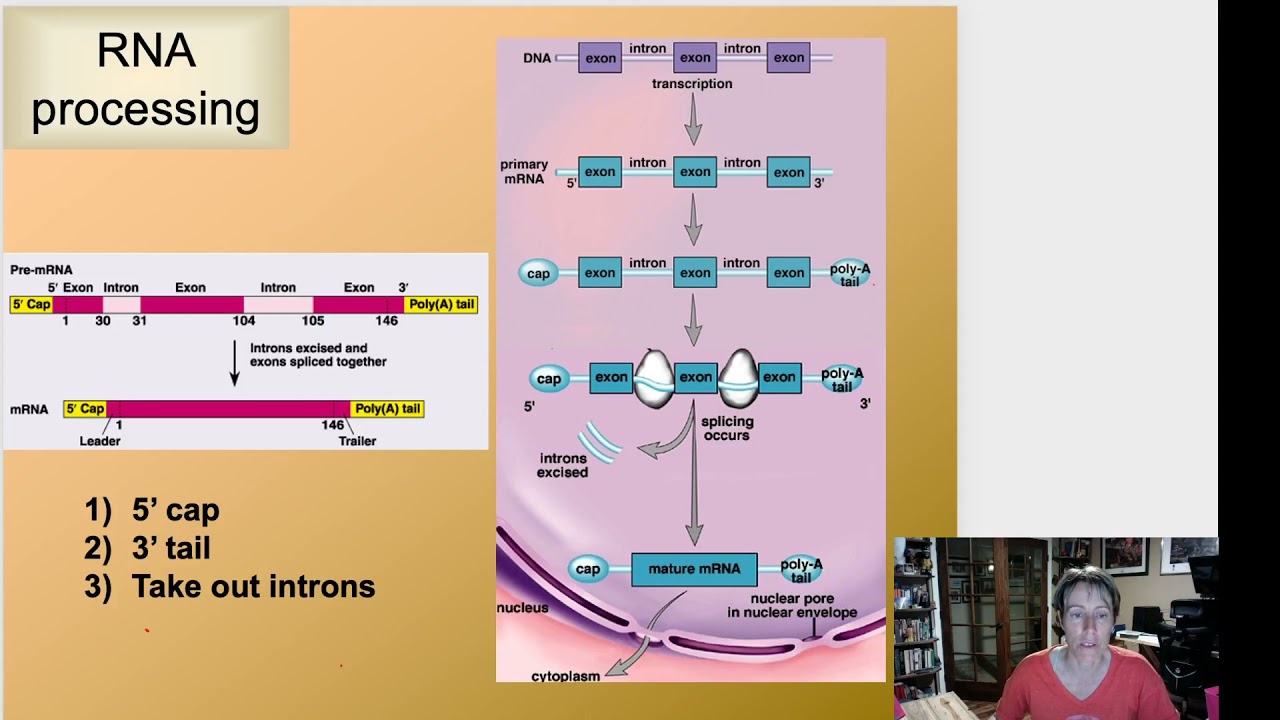 Understanding RNA Processing: From Pre-mRNA to Mature mRNA | Galaxy.ai