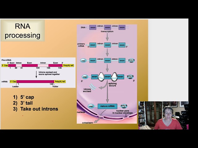 Understanding RNA Processing: From Pre-mRNA to Mature mRNA | Galaxy.ai | Galaxy.ai