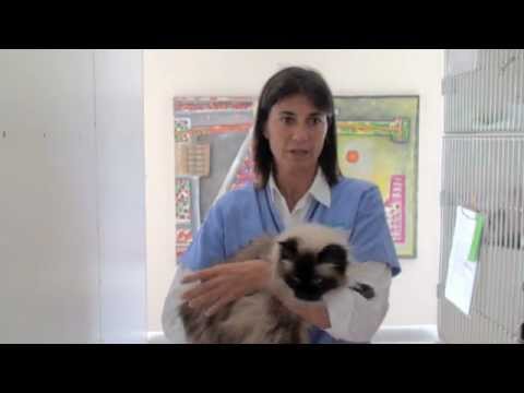 Sydney Animal Hospitals - Inner West - Cattery