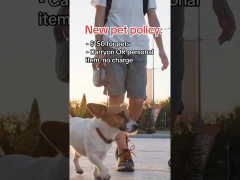 American Airlines updates pet policy #shorts