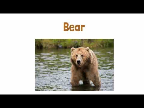 Animals Name A to Z with Pictures | Kids Educational Video | Kids Learning | 4K4 Kids