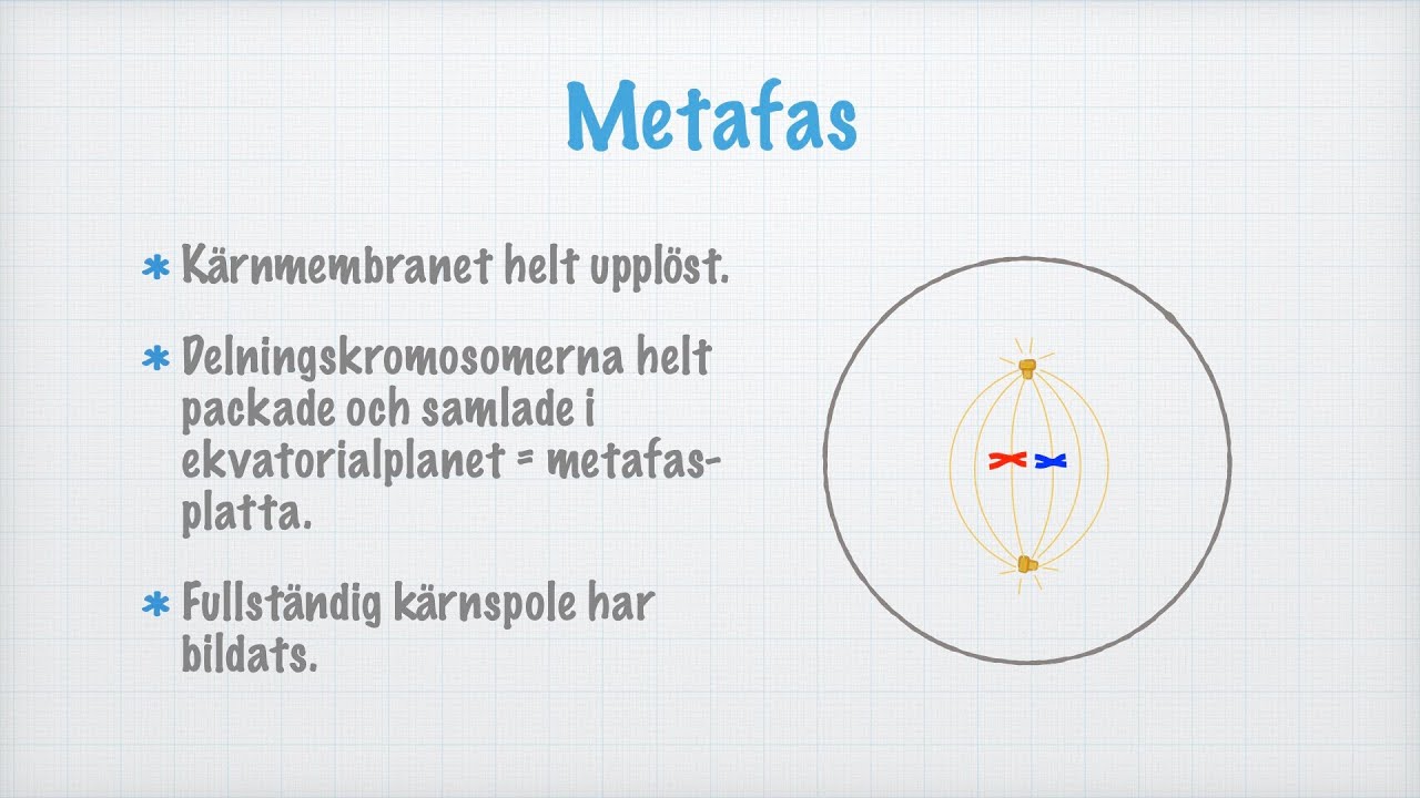 Cell Division Explained