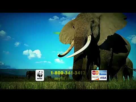 World Wildlife Fund Elephant Commercial (2013)