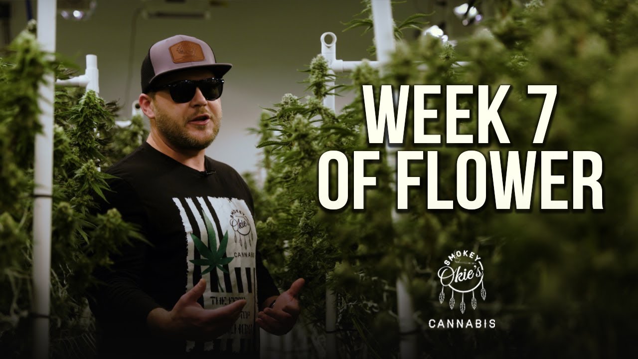 Week 7 of the Cannabis Flowering Period | Week-by-Week Guide with Smokey Okies