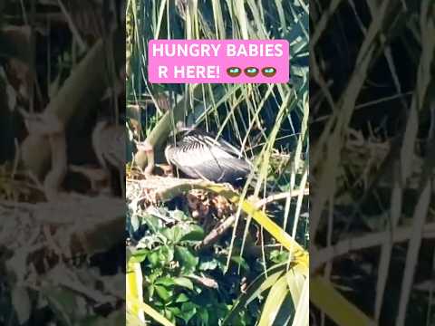 Nest Watch 2025 - Anhinga babies r here and they’re hungry! 🪺 #birdwatching #anhinga #florida #bird