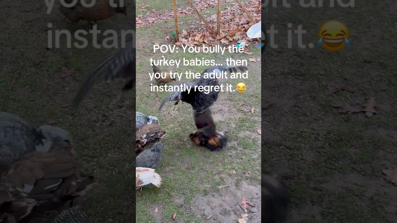 Rooster that bullies baby turkeys gets humbled by an adult #turkeys #chickens #homesteading  #birds