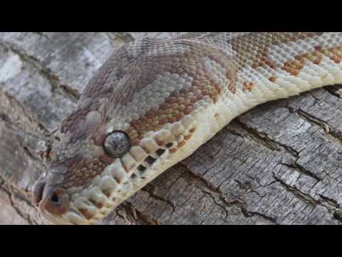 Centralian Reptiles | Animals Anonymous