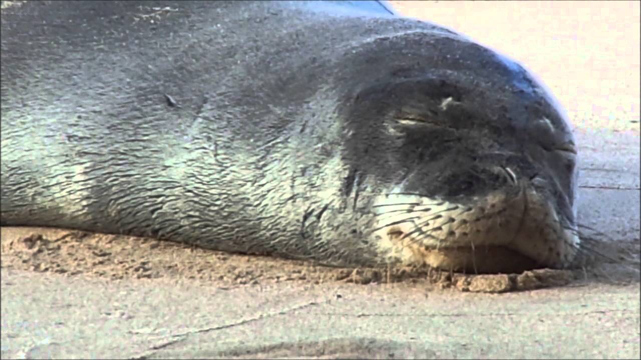 Endangered Hawaiian Monk Seal Sleeping on Kaua'i Coast
