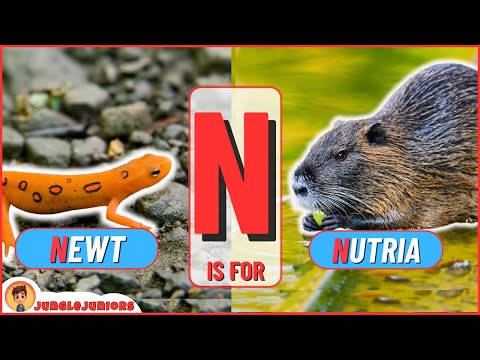 Letter N | Animal Encyclopedia | ABC Animals for Kids, Homeschooling